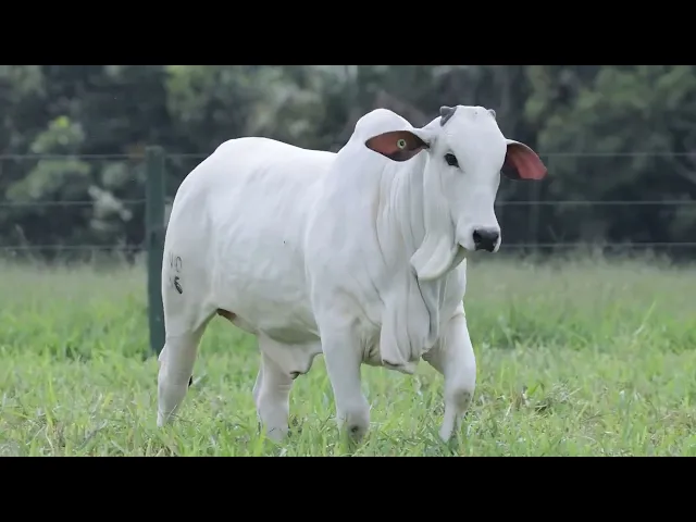 Lote 16 - Novilha Nelore SINO-3636 - 4º LEILÃO FÊMEAS GRAN RESERVA - SINO AGROPECUÁRIA - 25/04 ...