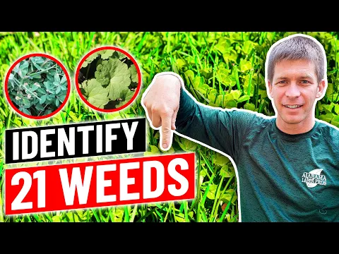Garden Weed Identification Charts Identifying Weeds An Easy Guide To