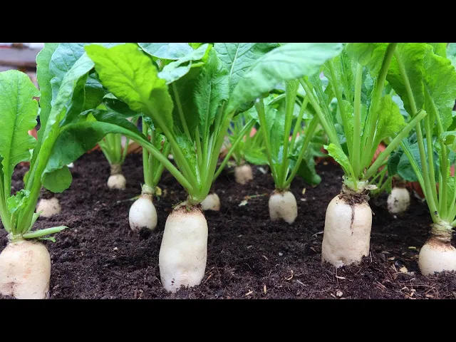 How to grow white radish at home, Growing white radish from seeds