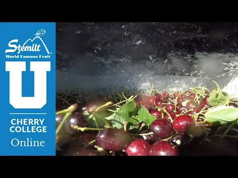 Stemilt Cherry Expert