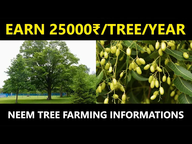 Neem Tree Farming | Agricultural and Health Benefits of Neem Tree