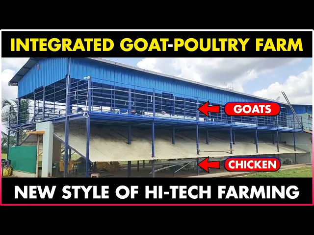Integrated Goat and Chicken Farming | Poultry Farming and Goat Farming ... Integrated Goat and Chicken Farming | Poultry Farming and Goat Farming ...