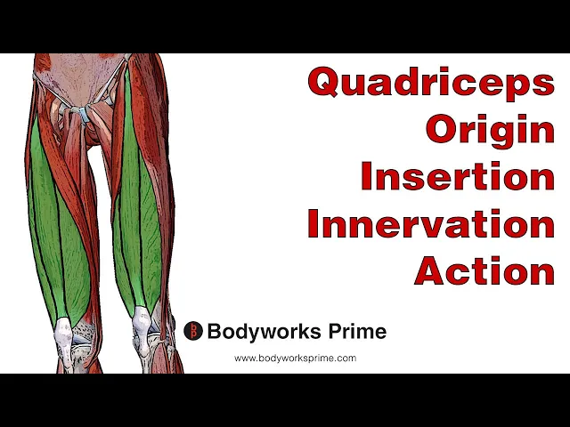 Quadriceps Femoris Muscle