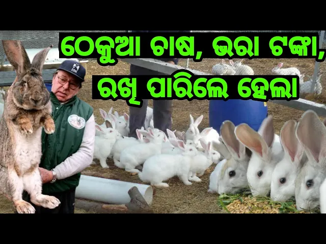 Rabbit Farming With low investment heavy income full details process ...