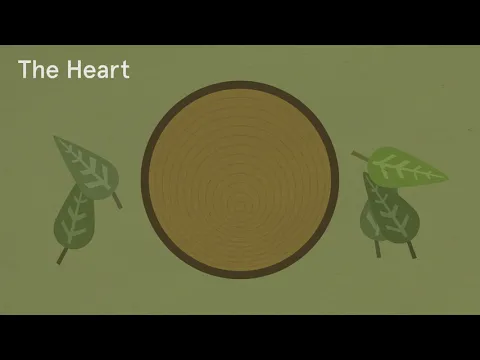 Clues and Signs in Trees - New Animation! - The Natural Navigator