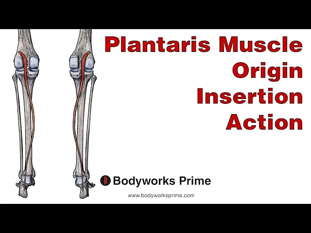 Plantaris Muscle Knee
