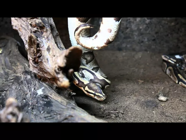 Kongepython (python regius) unge (normal/wild type) 0,1, køb nu kun DKK 2.500,00, MiniZoo.dk