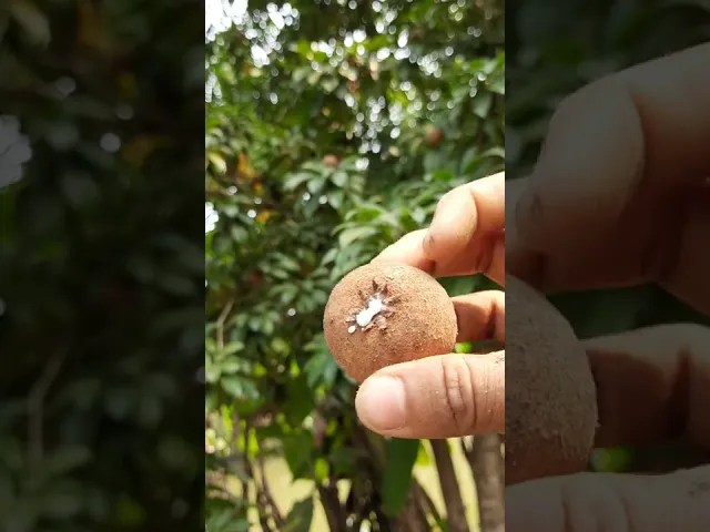 Sapodilla(Sapota) tropical evergreen tree | sapota, chikoo, chico ...