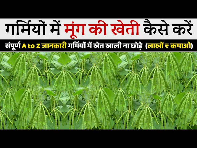 Moong ki kheti | मूंग की खेती | moong ki kheti kaise karen | A2Z Full ...