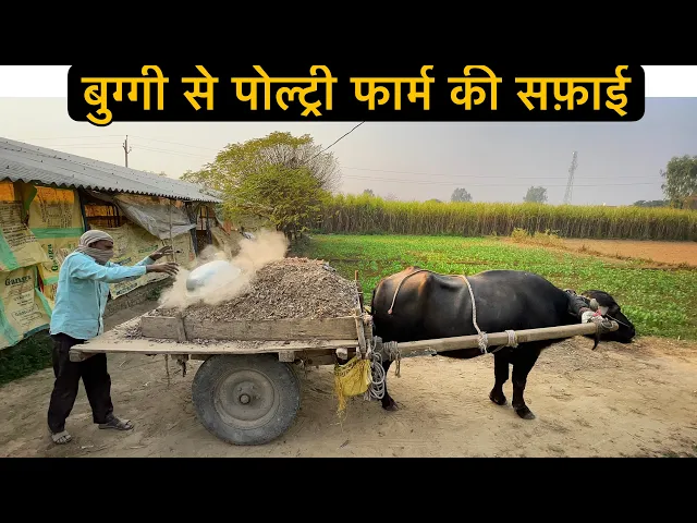 How to Clean a Poultry Farm