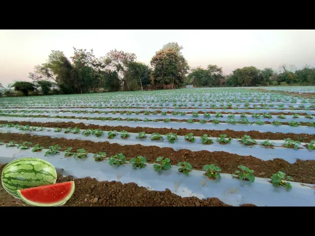 How to control Thrips & whitefly in Watermelon & Musk Melon Crop ...