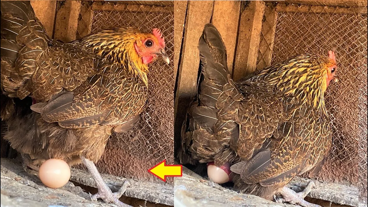 Is it safe to eat fertilized chicken eggs? Explained – DoubleWave