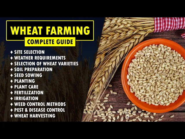 Wheat Farming / Wheat Cultivation Guide | How to grow Wheat