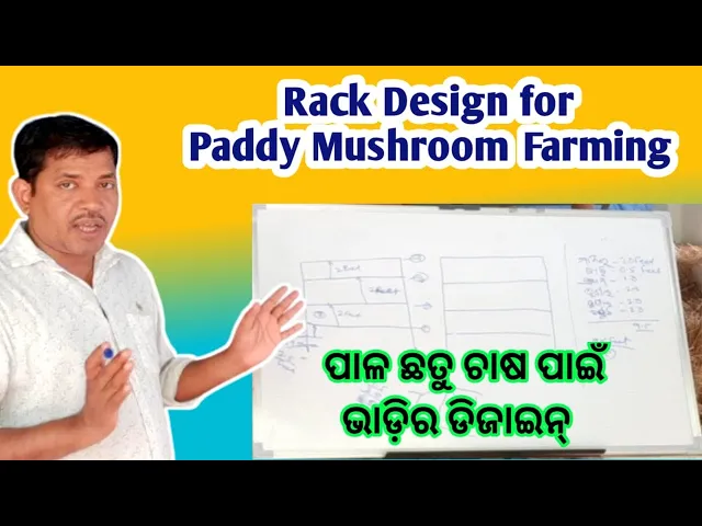Rack Design For Paddy Mushroom Farming.
