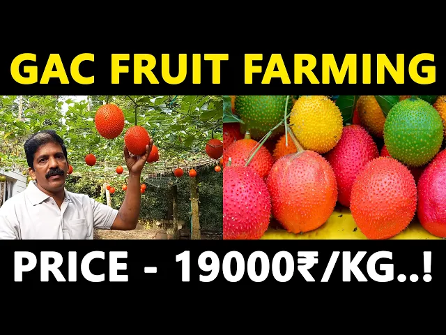 GAC FRUIT FARMING | How To Grow A Spiny Gourd Plant / Gac Melon