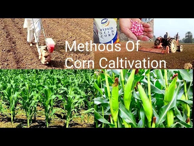 Methods Of Corn Caltivation | Maize Growing Methods