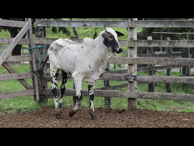 Themiscollection Garrote