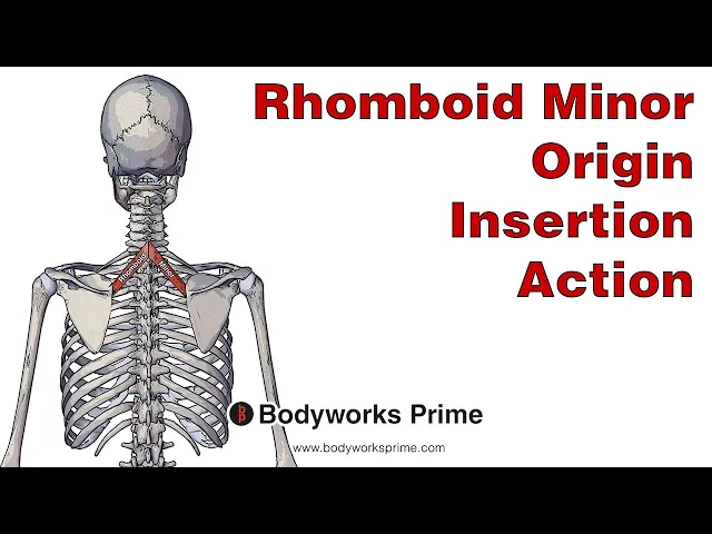 Rhomboid Minor Origin And Insertion