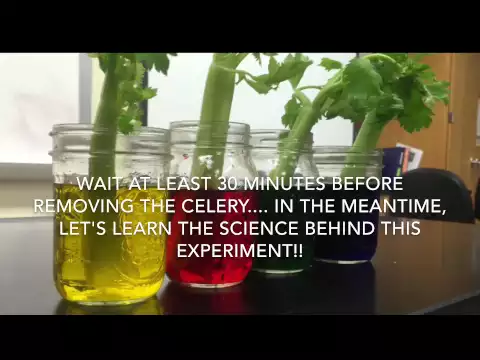 7 Simple Science Experiments You Can Do at Home | Jr Science