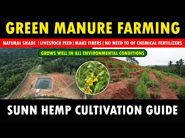 Integrated Green Manure Farming with any Crops | Sunn Hemp Fodder Farming