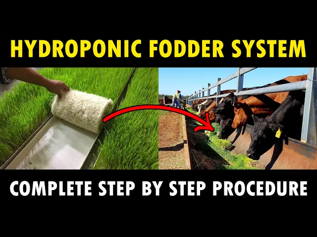 Hydroponic Fodder System | Hydroponic Green Fodder Farming