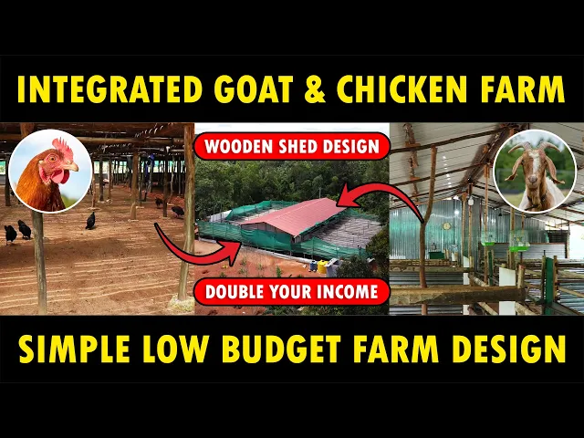 LOW BUDGET Integrated GOAT and CHICKEN SHED | Integrated Goat & Poultry ...