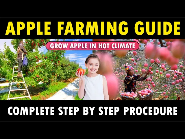 Apple Farming (Complete Guide) | How to grow tree Apple at Home | Apple ...