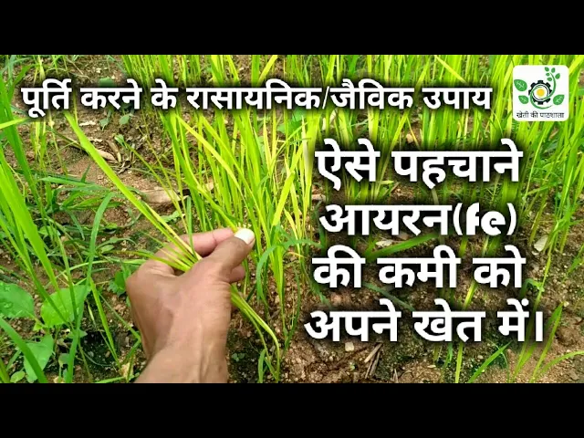 Iron deficiency in rice