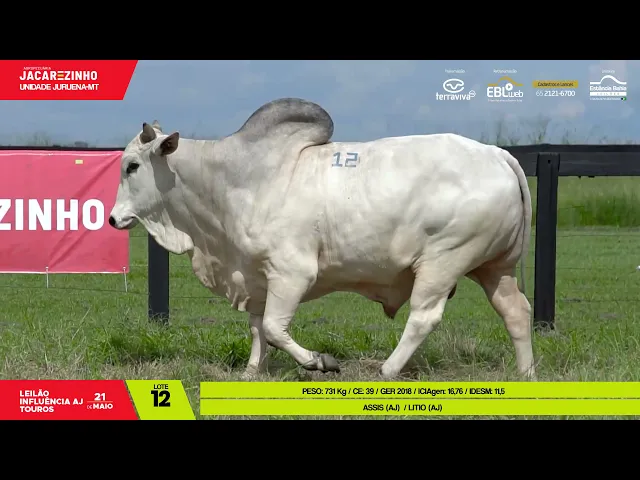 Lote 12 - Touro Nelore CEIP - LEILÃO VIRTUAL TOUROS AJ - erural