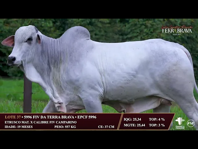 Themiscollection Garrote