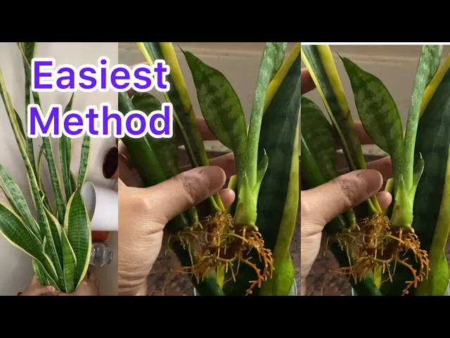 How to propagate snake plant Faster. Growing snake plant Faster/Easiest ...