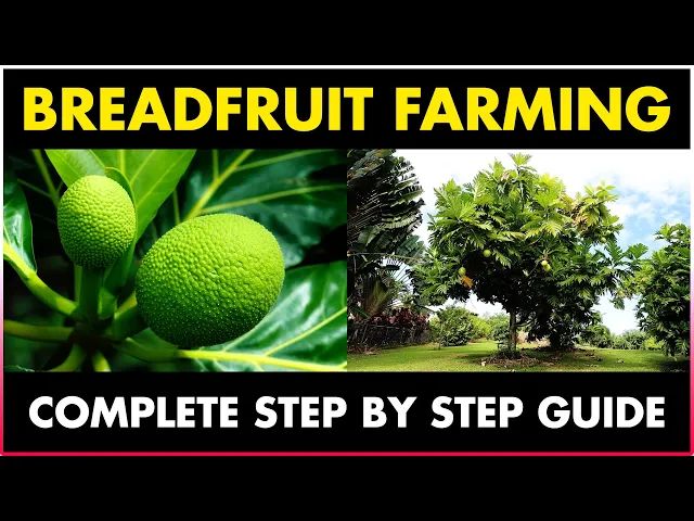 Bread Fruit Farming: A Step by Step Guide
