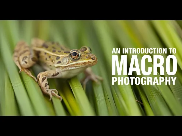What is Macro Photography — The Art of the Tiny
