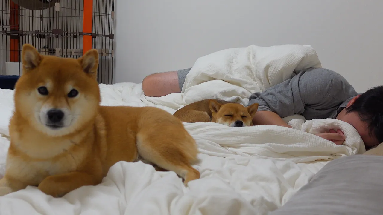 飼い主と柴犬、久々に一緒に眠る瞬間に涙が止まらない。。 | よりめのはちくん。｜YouTubeランキング