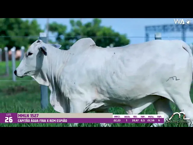 Lote 26 - Novilha Nelore MMLN-1527 - LEILÃO NELORE SANTA CATARINA E ...