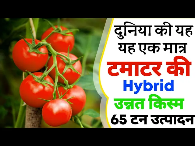 Seminis Abhilash tamatar | abhilash tamatar ki kheti kaise kare ...