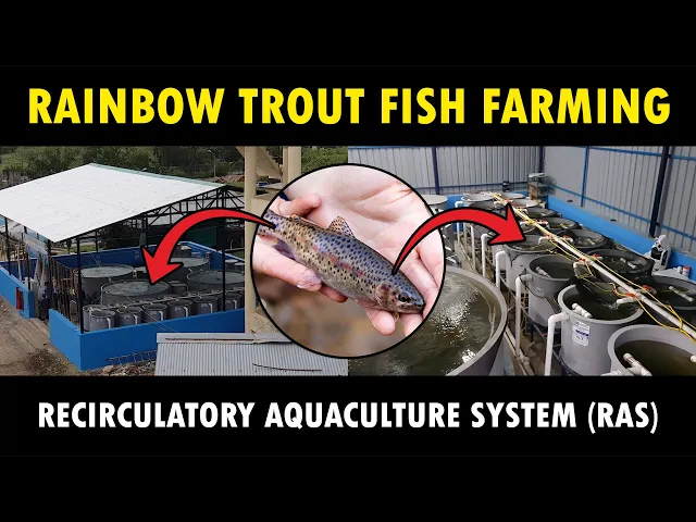 Recirculatory Aquaculture System (RAS) | Rainbow Trout Fish farming
