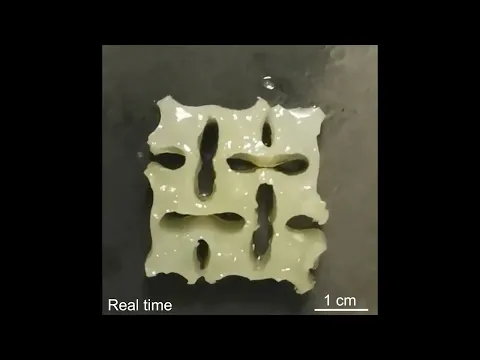 Researchers design soft actuators that mimic ‘bone-in-flesh’ structure ...
