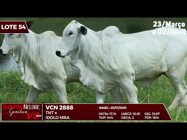 Lote 54 - 2 Matrizes Nelore P.O. - Shopping Nelore Genética VC 2023 - Fêmeas - erural
