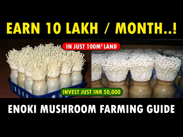 Enoki Mushroom Farming (Enoki Mushroom Cultivation) | How to grow Enoki ...