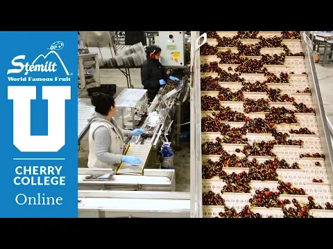 Stemilt Cherry Expert