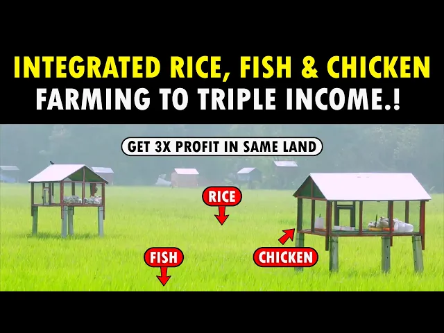 Integrated Rice, Fish and Chicken Farming | Integrated Paddy ...