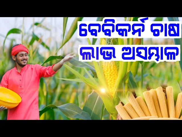 Baby Corn Farming With low investment heavy income full details in Odia ...