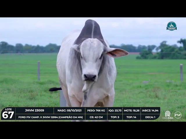 Lote 67 - Touro Nelore JHVM-23009 - 3° LEILÃO REPRODUTORES CAMPARINO ...