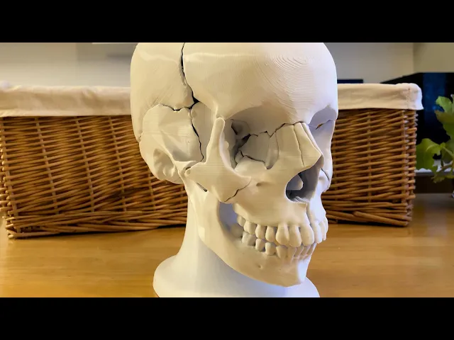 Full Size Anatomically-Correct 18-Piece Magnetic Human Skull Model - 3D ...