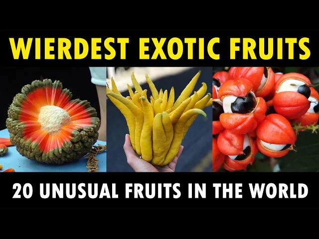 Unusual Exotic Fruits around the World | 20 Weirdest Fruits in the World
