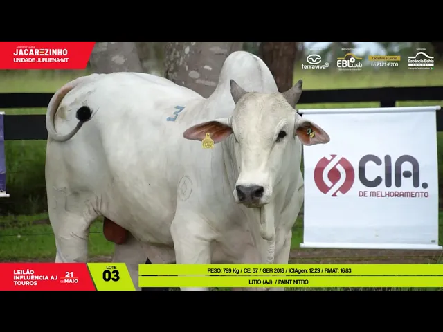 Lote 03 - Touro Nelore CEIP - LEILÃO VIRTUAL TOUROS AJ - erural