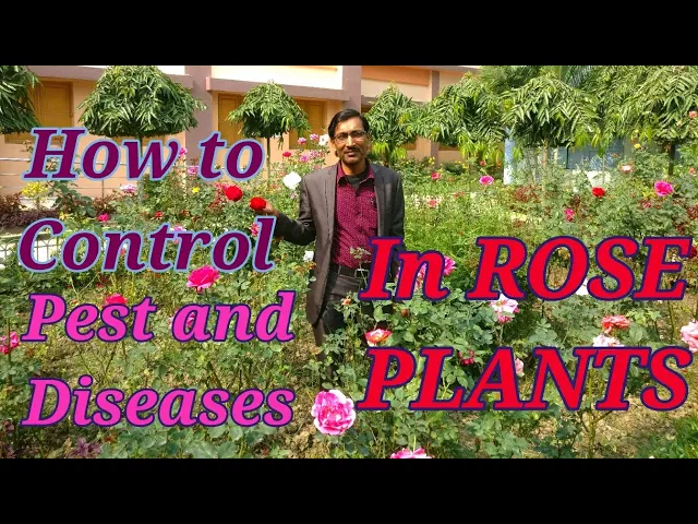How to Control Diseases and Pest Problems in Rose Plant.