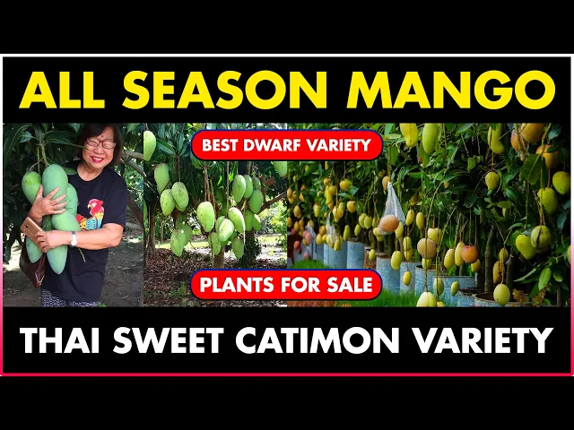 Best All season dwarf Mango Variety..! Thai Sweet Katimon | Thai Sweet ...