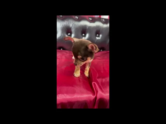 愛知県のチワワ(スムースコート)｜女の子・2024/10/17生まれ・チョコタン（子犬ID：353174）｜ブリーダーナビ